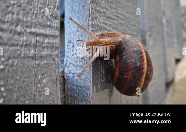 Large air breathing Stock Videos & Footage - HD and 4K Video Clips - Alamy