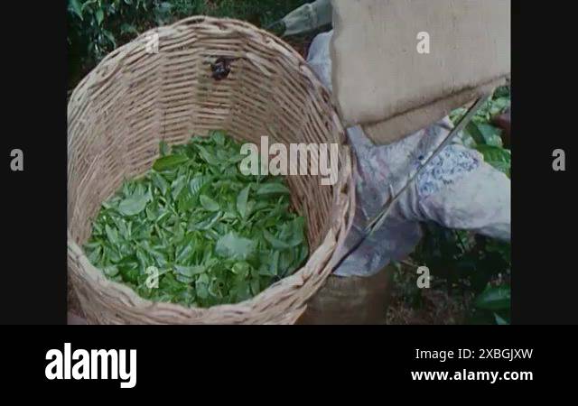 Malaysian tea picker picking tea leaves with both bands, throwing them ...