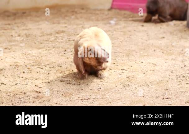 The cute little brown rabbit is having fun, playing and standing on its ...