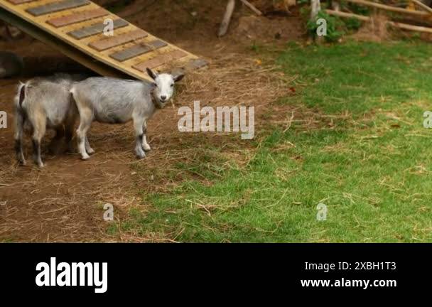Farm animals living on Stock Videos & Footage - HD and 4K Video Clips ...