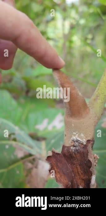 Plant exploration Stock Videos & Footage - HD and 4K Video Clips - Alamy