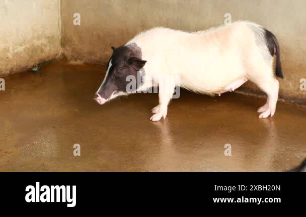 Spotted pigs in a farm enclosure, moving around and interacting with ...