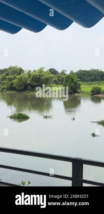 Water Hyacinth Plants Floating on the River Vietnam. Water hyacinth ...