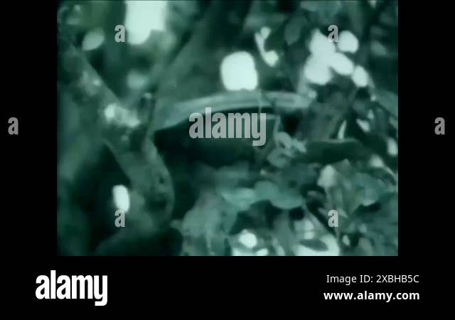 1966 - A montage shows some of the deadly booby traps set up by the ...