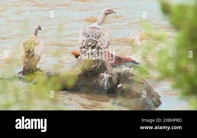 East african vultures Stock Videos & Footage - HD and 4K Video Clips ...