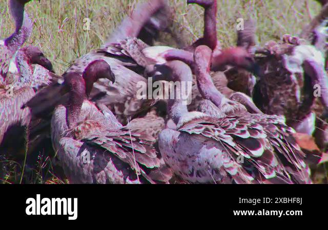 Dead carrion Stock Videos & Footage - HD and 4K Video Clips - Alamy