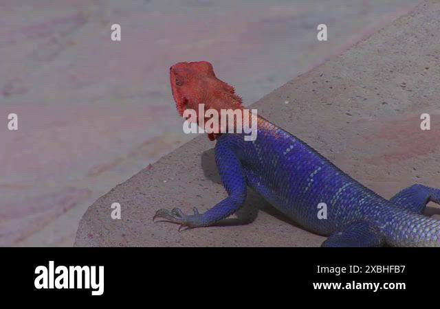 Blue lizard Stock Videos & Footage - HD and 4K Video Clips - Alamy