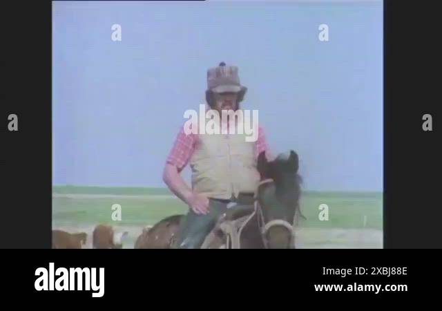 A rancher on horseback with beef cattle and pigs in a confinement ...