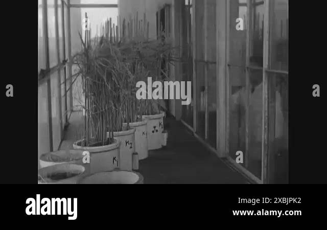 Phosphoric acid fertilizer is used and the ash of rice plants is ...