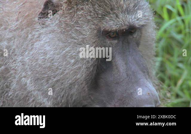 Baboon face Stock Videos & Footage - HD and 4K Video Clips - Alamy