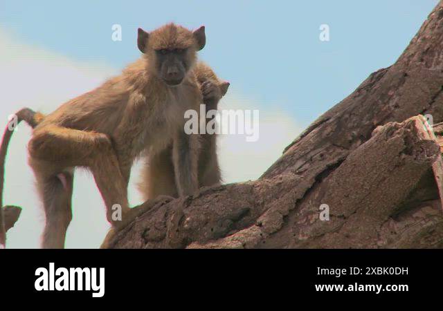 Young baboons sit in a tree and pick fleas and ticks off each other ...