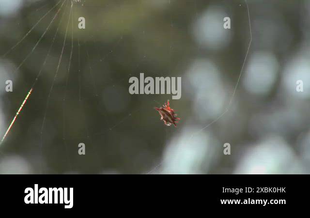 African spider web Stock Videos & Footage - HD and 4K Video Clips - Alamy