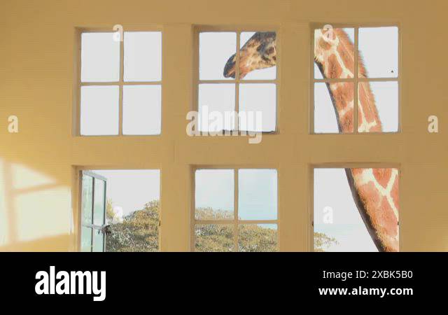 Giraffes stick their heads into the windows of an old mansion in Africa ...