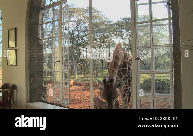 Giraffes stick their heads into the windows of an old mansion in Africa ...