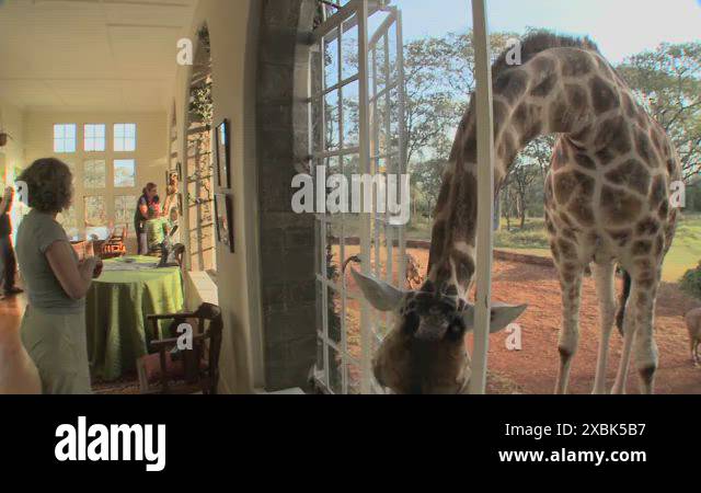 Giraffes stick their heads into the windows of an old mansion in Africa ...
