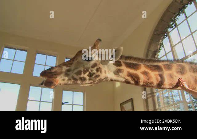 Giraffes stick their heads into the windows of an old mansion in Africa ...