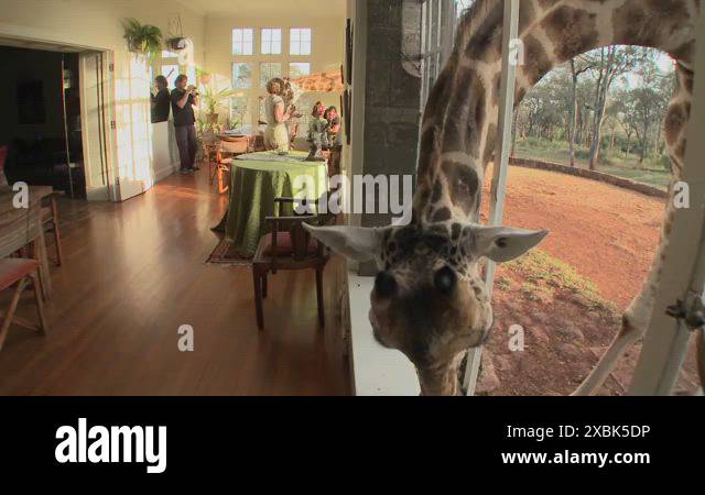Giraffes stick their heads into the windows of an old mansion in Africa ...
