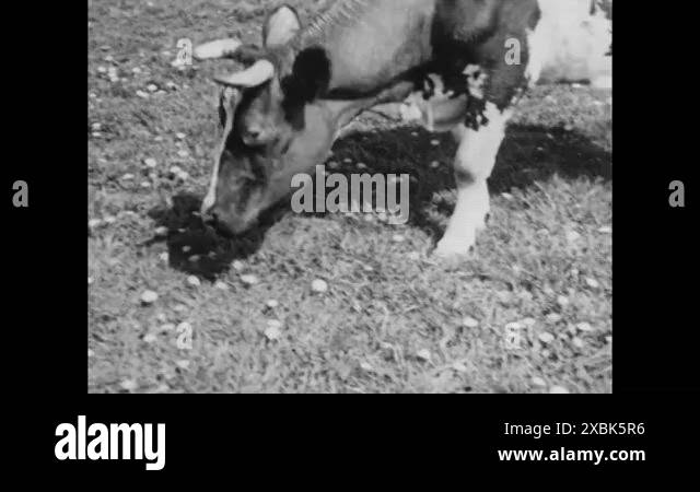 1940s - A farmer milks a cow, and various shots of goats on a arm at ...