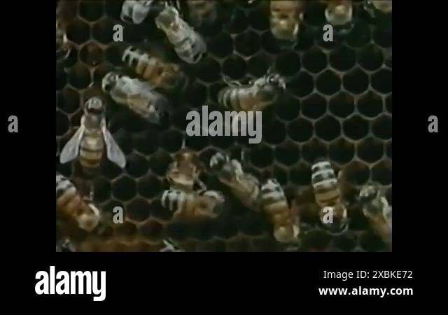 1985 - An agricultural scientist discusses his project of trying to ...