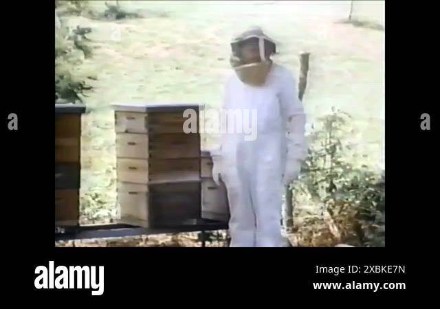 1985 - An entomologist explains why Africanized bees are poor at honey ...