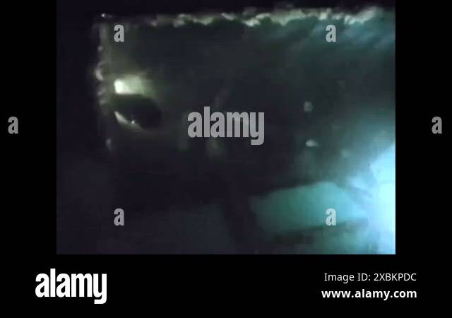 A United States Navy Marine Mammal Program dolphin works with scuba ...