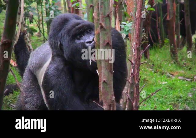 Silverback gorilla sitting in forest Stock Videos & Footage - HD and 4K ...