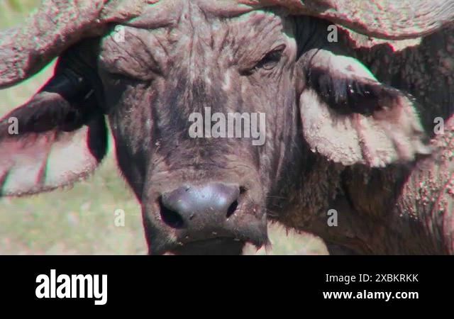 Angry african buffalo Stock Videos & Footage - HD and 4K Video Clips ...