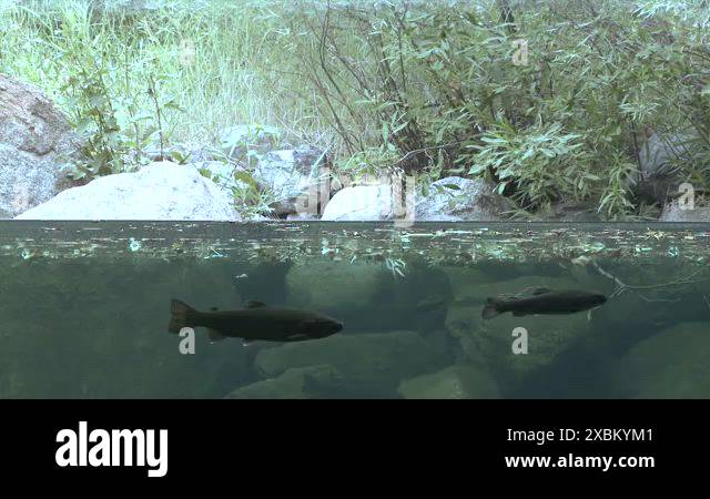 Water split level Stock Videos & Footage - HD and 4K Video Clips - Alamy