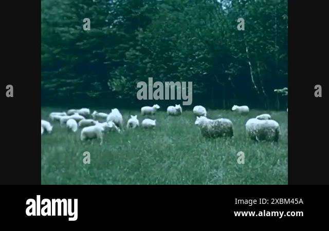 Flock cheviot sheep Stock Videos & Footage - HD and 4K Video Clips - Alamy
