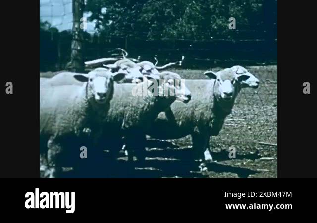 1954 - Columbia sheep are shown and their traits described ...