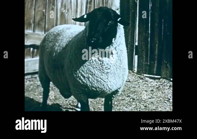 1954 A Diagram Shows What Parts Of A Lamb Carcass Lead To Different Kinds Of Meat Stock Video