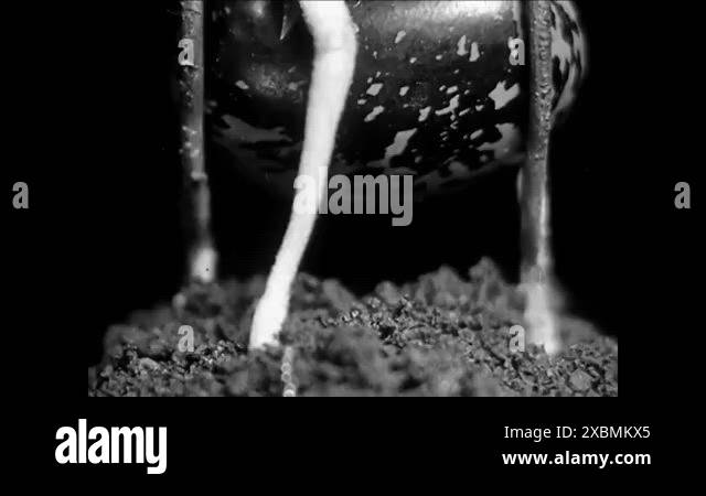 1920s - A bean sprouts and develops hair roots, and a beanstalk emerges ...