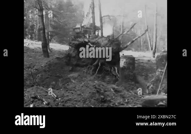 1918 - Men burn and dynamite stumps from felled trees in the Sutro ...
