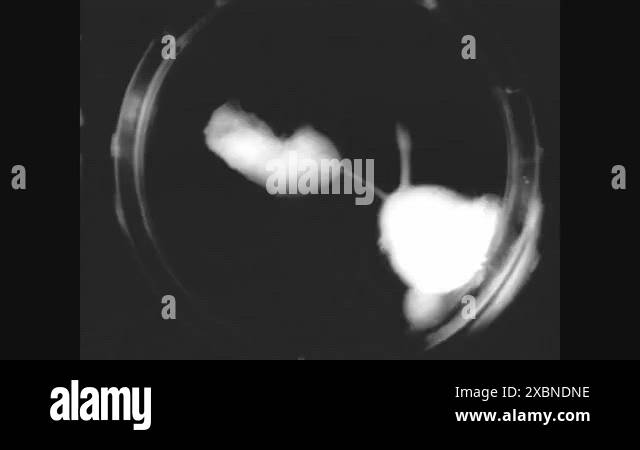 A rocket is shot into space in the 1950's with mice on board Stock ...