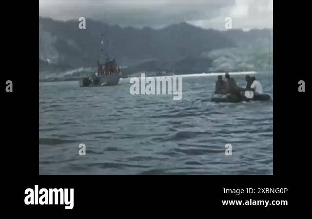 A pilot whale rides the stern wave created by a training platform on a ...