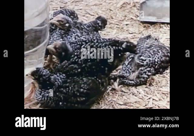 A scientist looks at cells under a microscope and an animation shows ...