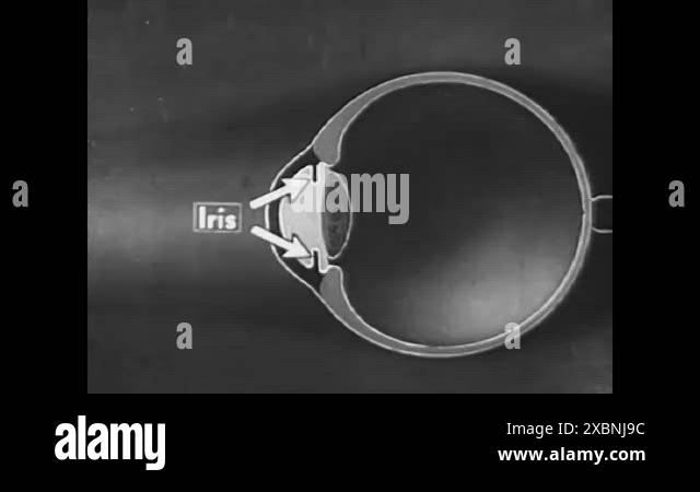 1941 - A side view of the iris and pupil opening and closing to create ...
