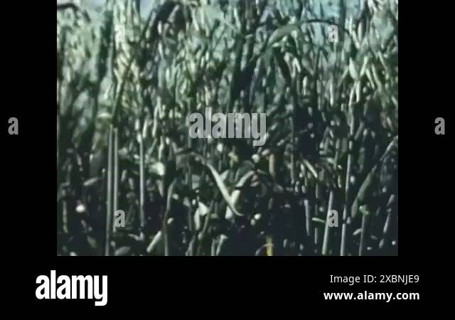 Dry timothy grass Stock Videos & Footage - HD and 4K Video Clips - Alamy