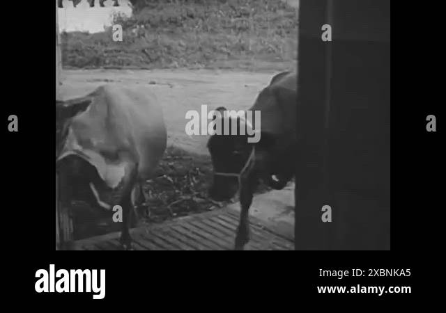 A reenactment of Gail Borden fighting for clean conditions for cows in ...