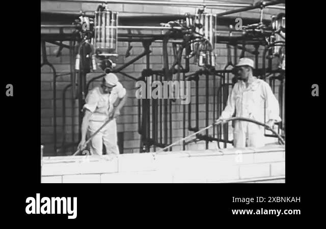 Cows are milked in a rotolactor in the 1940s Stock Video Footage - Alamy