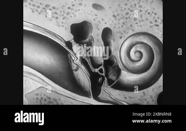 1940 - An animated diagram shows how the eardrum works Stock Video ...