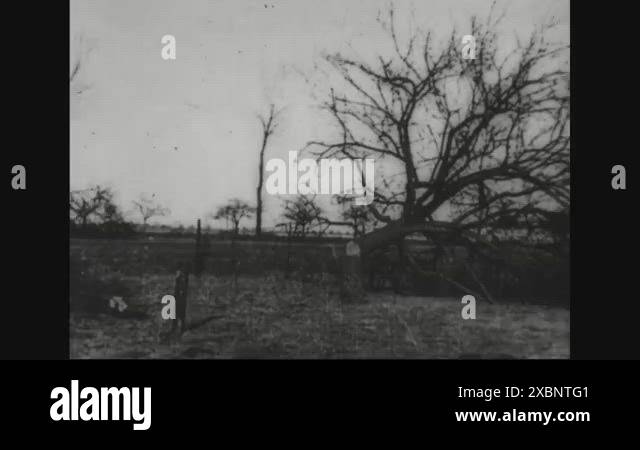 1918 - Toppled fruit trees, a wrecked dugout and a crater are shown in ...