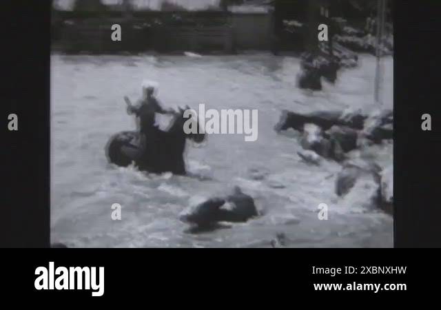 1949 - A rancher herds cattle through floodwaters and wrecked ...