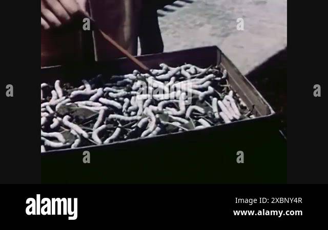 1949 - A young girl feeds teas weeping mulberry tree leaves to ...