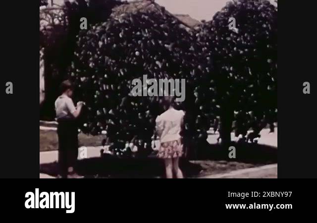 Teas weeping mulberry tree Stock Videos & Footage - HD and 4K Video ...