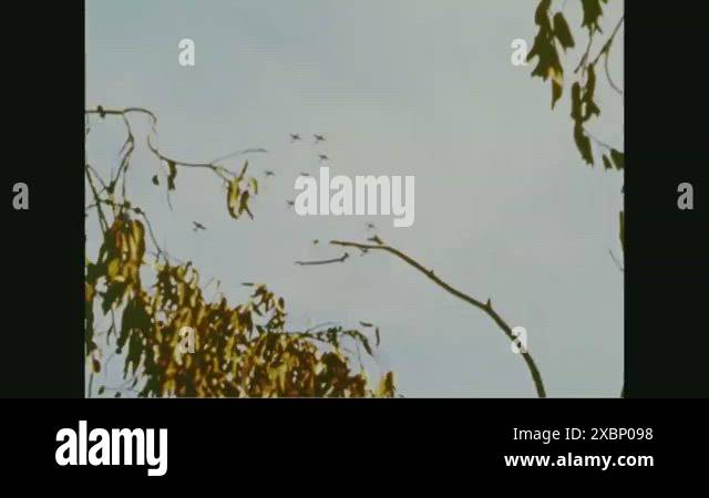 1945 - Fighter pilots fly Republic P-47 Thunderbolt warplanes and fire ...
