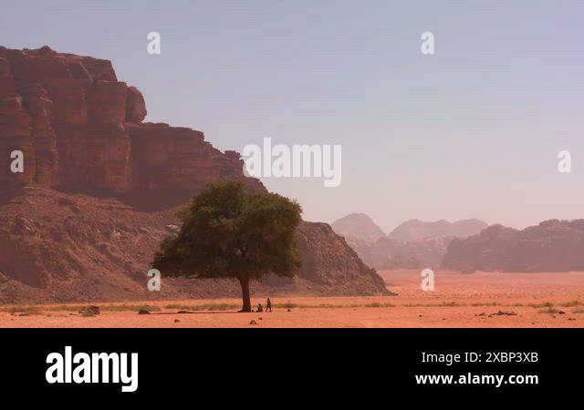 Jordan wadi rum tree Stock Videos & Footage - HD and 4K Video Clips - Alamy