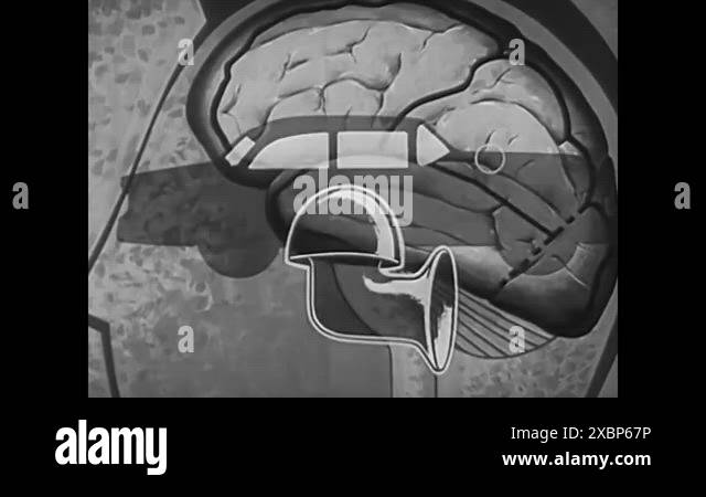 Explanation of what happens in the brain when a driver works to avoid ...