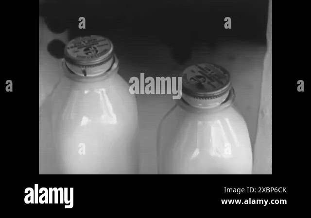 A close examination of the body structure of the common house fly in ...