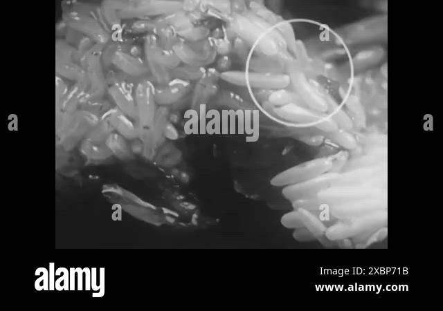 House fly larvae hatch in the 1950s Stock Video Footage - Alamy